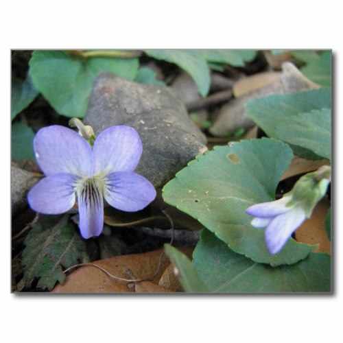 Native Violas and Violets of Louisiana - HubPages