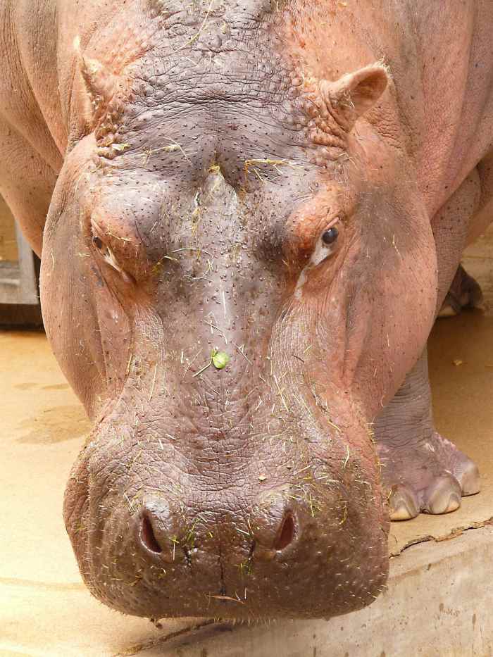 Hippopotamus Facts, Hippo Sweat, and a Natural Sunscreen - Owlcation