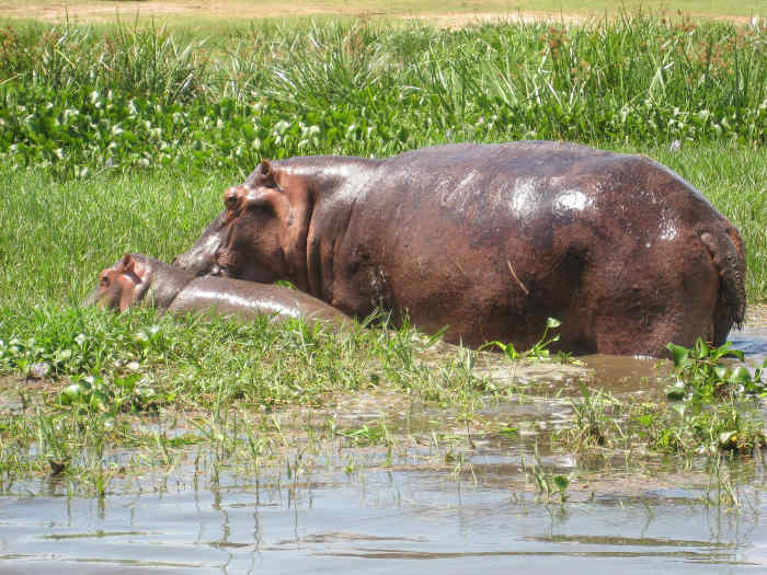 Hippopotamus Facts, Hippo Sweat, and a Natural Sunscreen - Owlcation