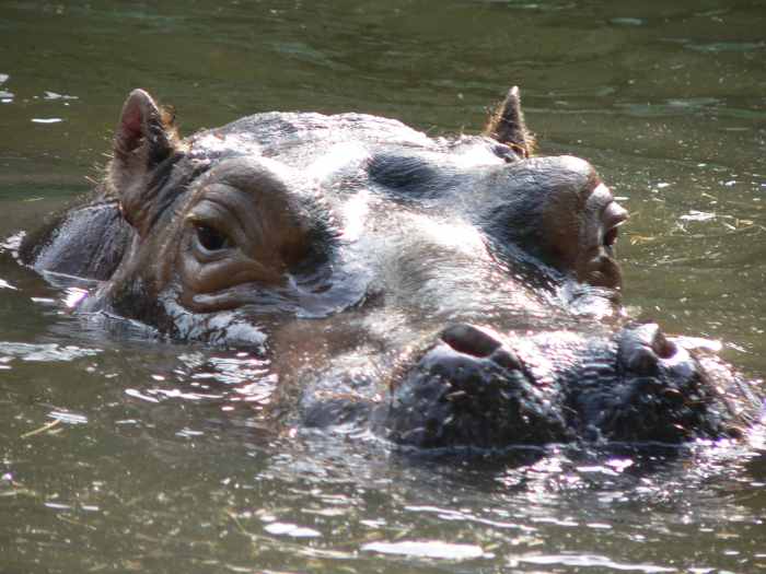 Hippopotamus Facts, Hippo Sweat, and a Natural Sunscreen - Owlcation