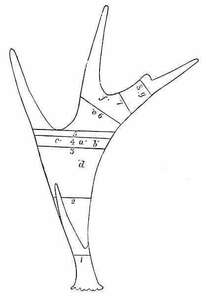 Who Is In The Deer Family - HubPages