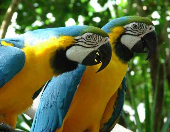 Blue and Gold Macaws and African Grey Parrots: Can They Really Talk ...
