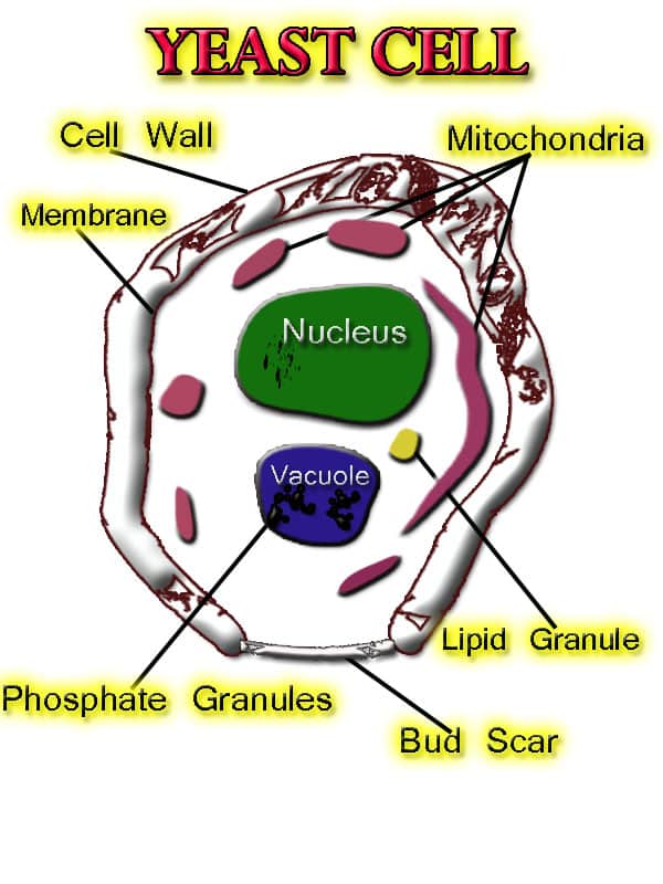 Easy 6 Ingredient Yeast Bread Recipe - HubPages