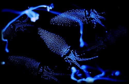 Animals that Glow : The Science of Bioluminescence - HubPages