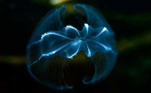 Animals that Glow : The Science of Bioluminescence - HubPages