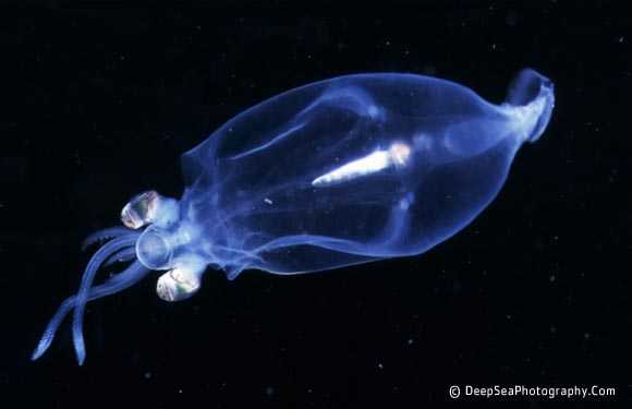 Animals that Glow : The Science of Bioluminescence - HubPages