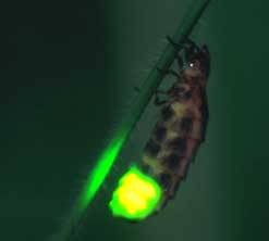 Animals that Glow : The Science of Bioluminescence - HubPages