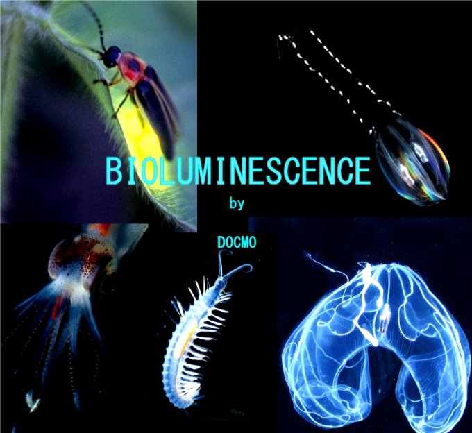 Animals that Glow : The Science of Bioluminescence - HubPages