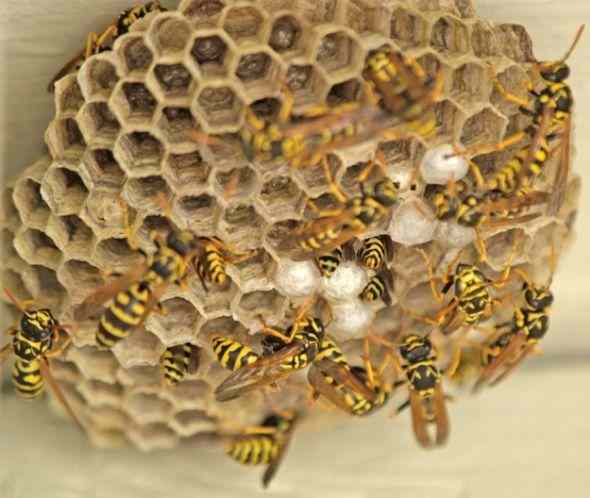 How to Kill Wasps--Safely - HubPages