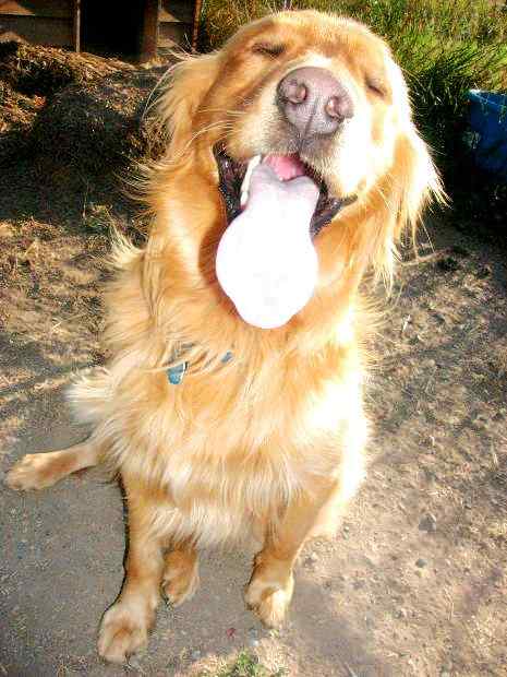 Golden Retriever Facts and Golden Retriever Dog Breed Information ...