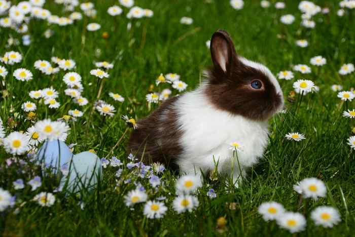 How to Give Medicine Orally to Your Bunny Rabbit - HubPages