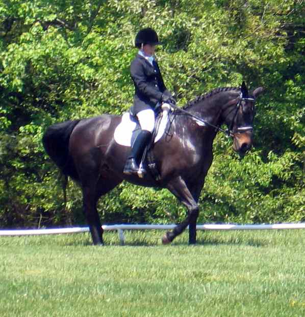 Types of Horse Paces and Horse Gaits - HubPages