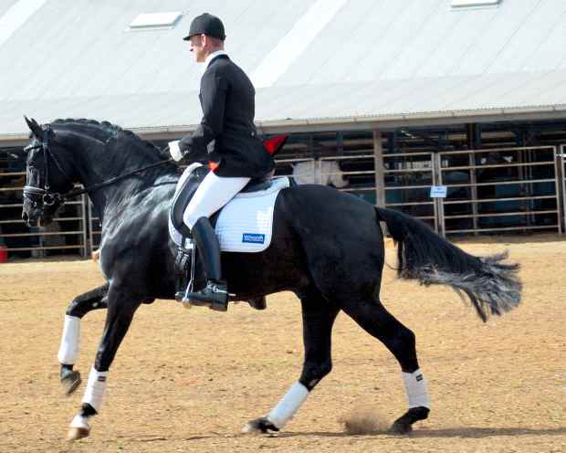 Types of Horse Paces and Horse Gaits - HubPages