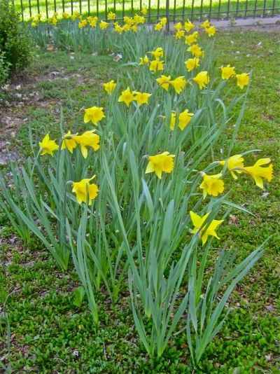 My Victorian Garden in Spring: Heirloom Daffodils and Other Bulbs ...