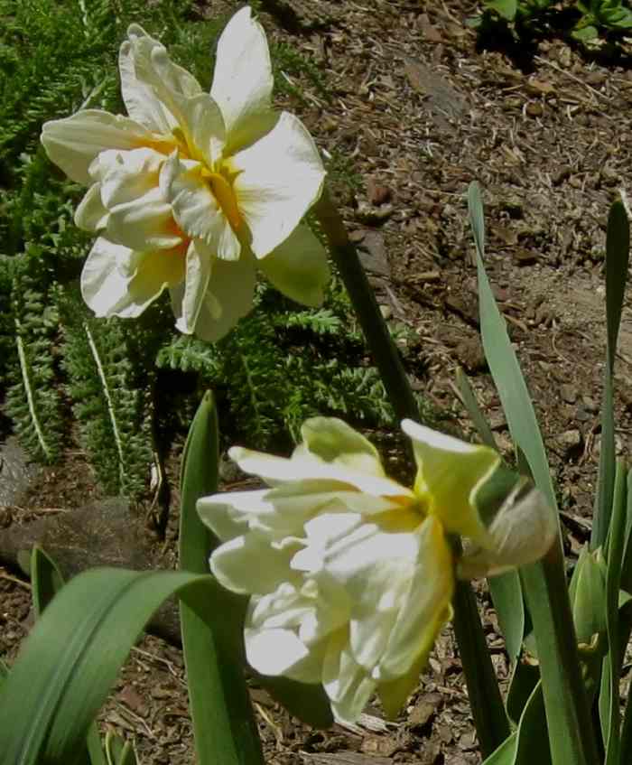 My Victorian Garden in Spring: Heirloom Daffodils and Other Bulbs ...
