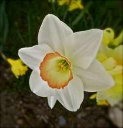 My Victorian Garden in Spring: Heirloom Daffodils and Other Bulbs ...