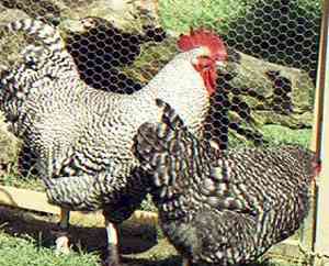 10 Best Chicken Breeds for Homestead or Backyard Chicken Coop - HubPages