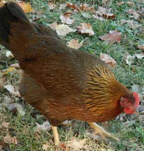10 Best Chicken Breeds for Homestead or Backyard Chicken Coop - HubPages