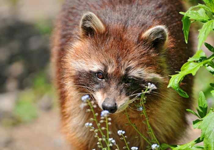 Blonde (Blond) and Red Raccoons? - HubPages