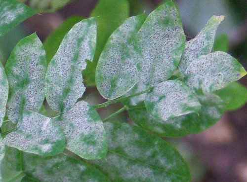 4 Common Crabapple Tree Diseases (With Pictures) - HubPages
