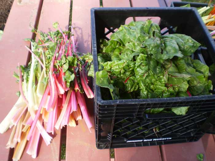 How to Harvest, Blanch, and Freeze Swiss Chard, Spinach and Kale - HubPages