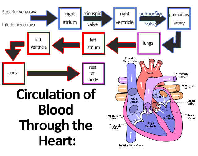 Learn About the Circulatory System for Kids - HubPages
