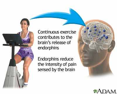 Endorphin -- a feel good hormone - HubPages