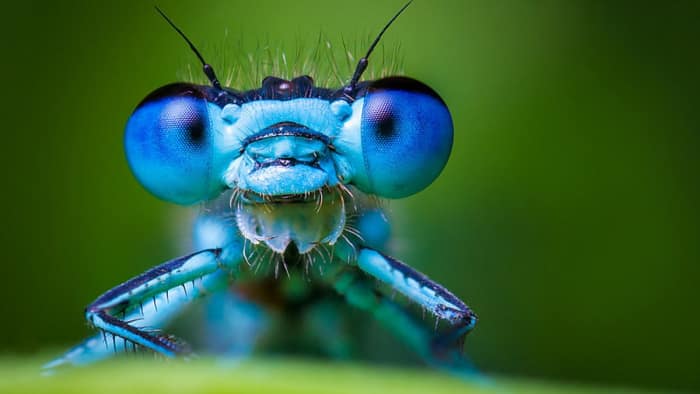 Amazing Blue Bugs, Insects, Frogs, Fish, and Butterflies - HubPages