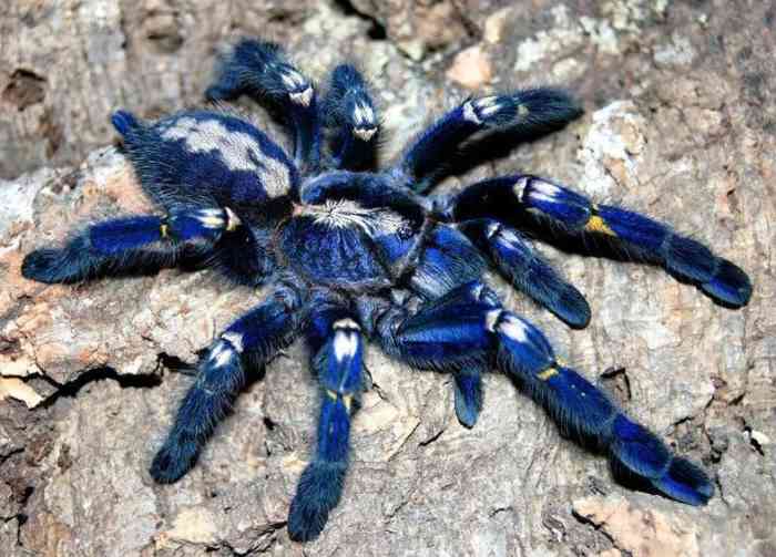 Amazing Blue Bugs, Insects, Frogs, Fish, and Butterflies - HubPages