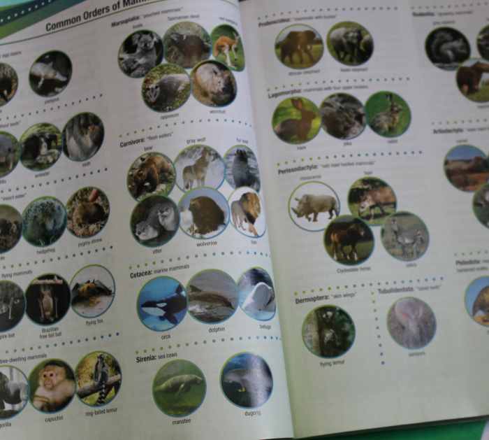 Amazing Mammals: A Christian Middle School Biology STEM Lesson Plan ...