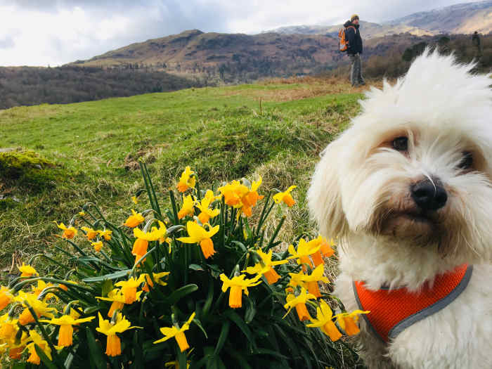 What Is the Best None Shedding Anti Allergy Dog Breed? - HubPages