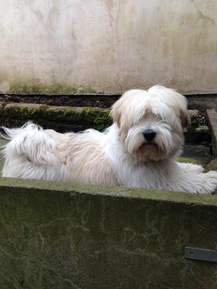 What Is the Best None Shedding Anti Allergy Dog Breed? - HubPages