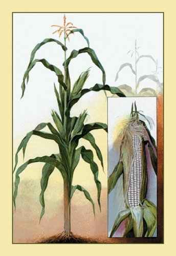 Five Kernels of Corn Story - HubPages