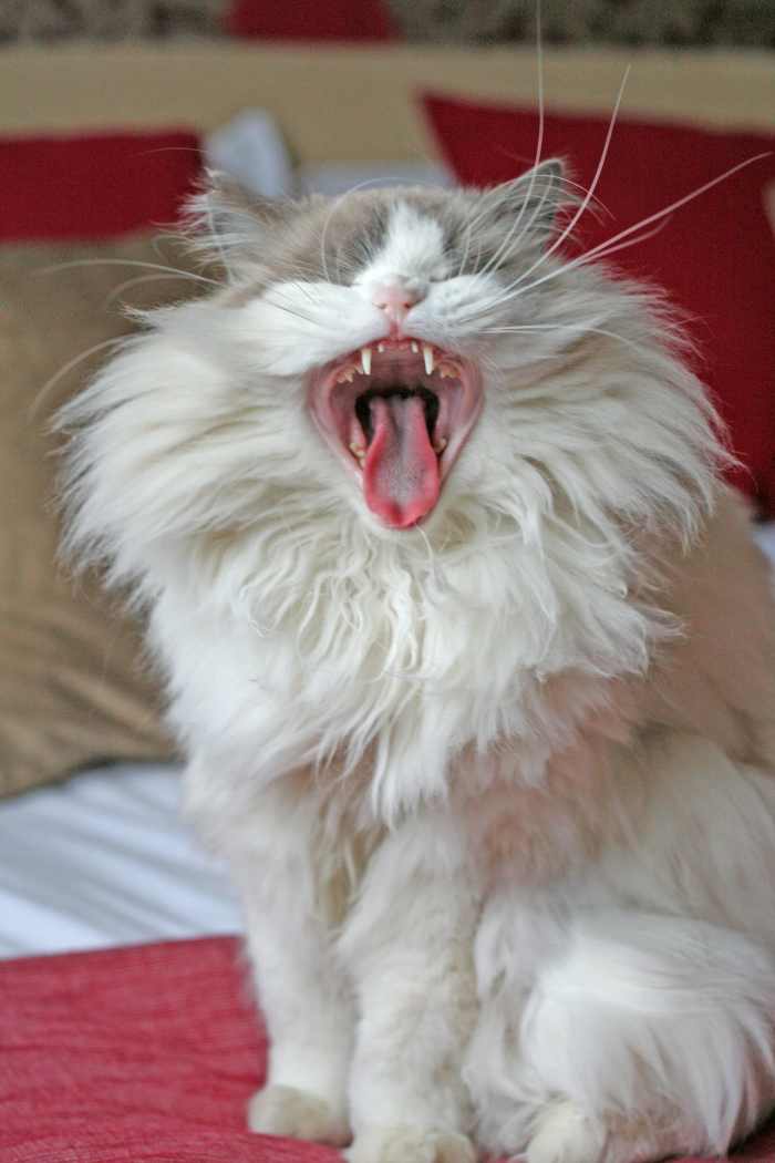 Understanding Cat Sounds (Includes Video Examples) - HubPages