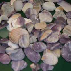 What is Wampum? Searching for Wampum Shells - HubPages