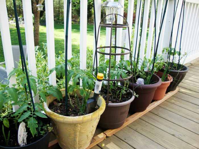 How to Grow Tomatoes in Containers - HubPages