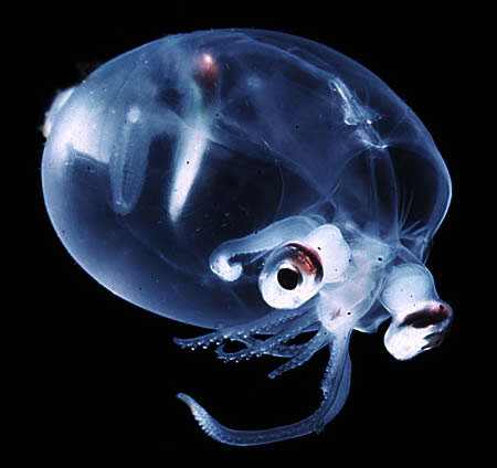 The Coolest Underwater Animals: The 15 Most Unusual Sea Creatures ...