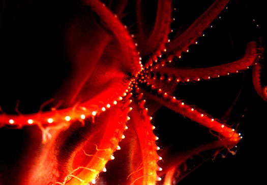 The Coolest Underwater Animals: The 15 Most Unusual Sea Creatures ...