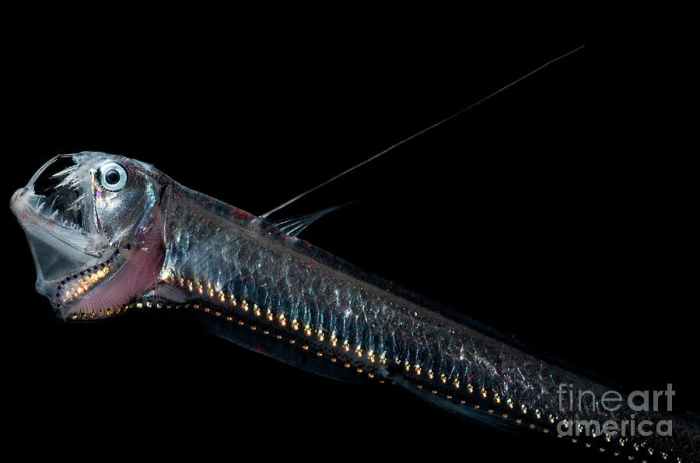 The Coolest Underwater Animals: The 15 Most Unusual Sea Creatures ...