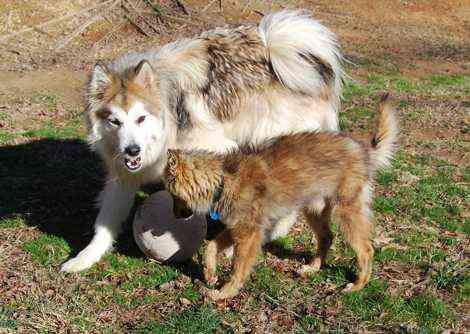 10 Hybrid Dog Breeds - HubPages