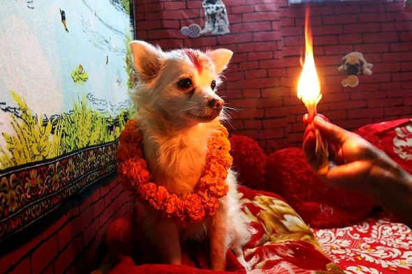 Kukur Tihar Festival: The Hindu Tradition of Dog Worship in Nepal ...