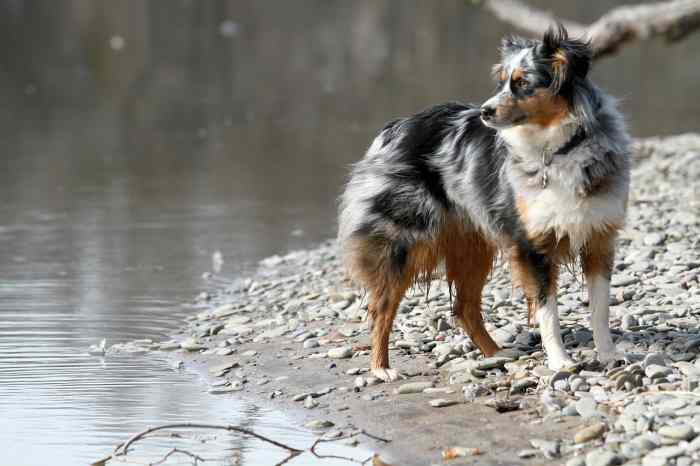 Australian Shepherd Chihuahua Mix - The Awesome Aussie Chihuahua - HubPages