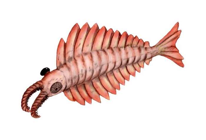 The Strangest Cambrian Creatures Ever Discovered - HubPages