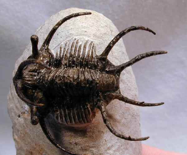 The Strangest Cambrian Creatures Ever Discovered - HubPages