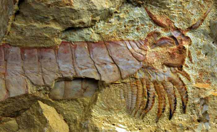The Strangest Cambrian Creatures Ever Discovered - HubPages