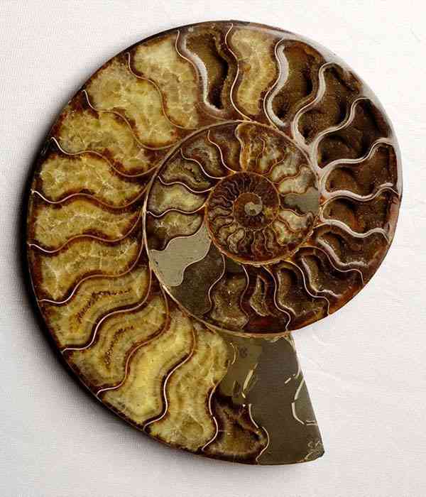 The Strangest Cambrian Creatures Ever Discovered - HubPages