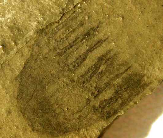 The Strangest Cambrian Creatures Ever Discovered - HubPages