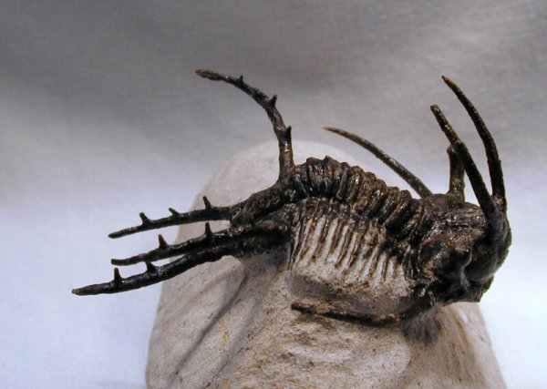 The Strangest Cambrian Creatures Ever Discovered - HubPages