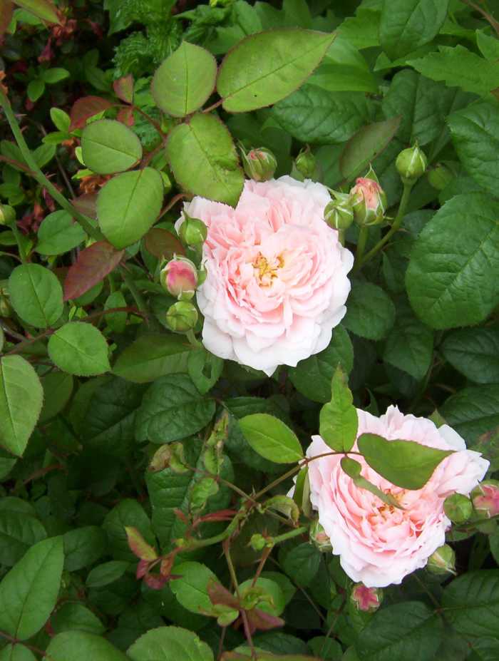 Roses - A Beginners' Guide to Roses - HubPages
