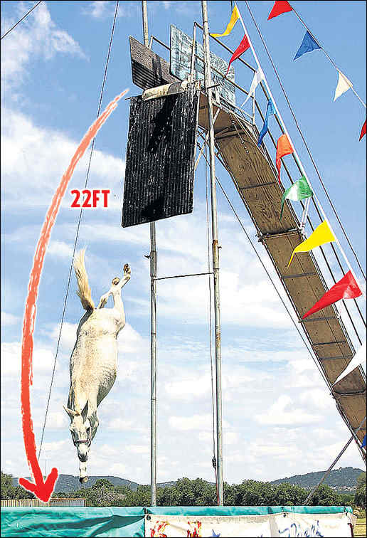 Animal cruelty: High diving mules forced to dive into pool of water ...